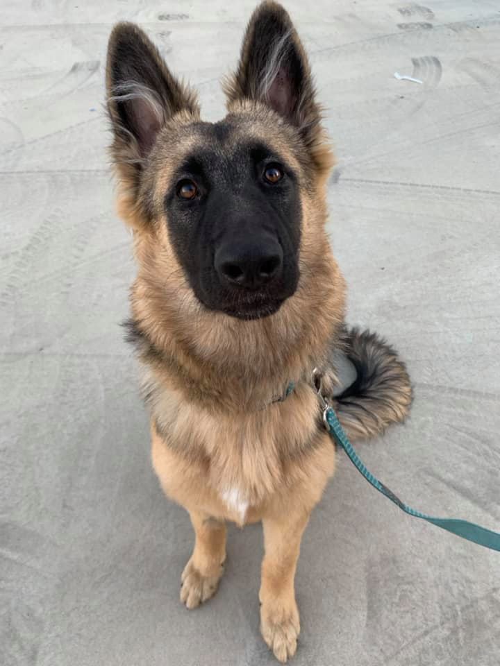Gorgeous German Shepherds - Barkers in Balance