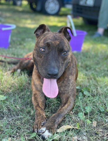 Are Staffies Good Protection Dogs